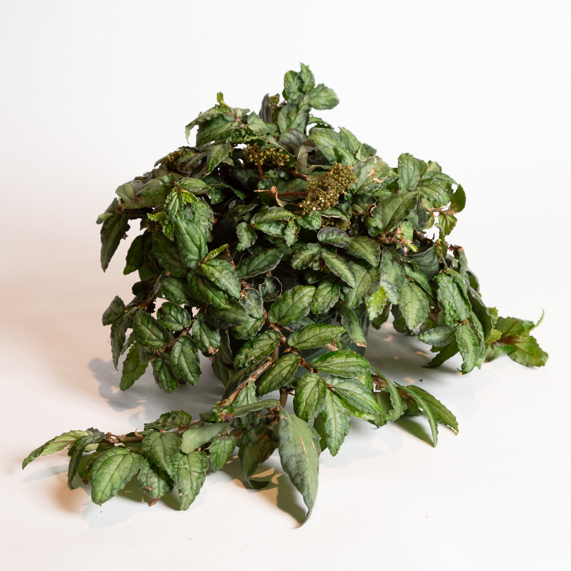 Begonia Vine 'Trailing Watermelon' 8" – Urban Sprouts