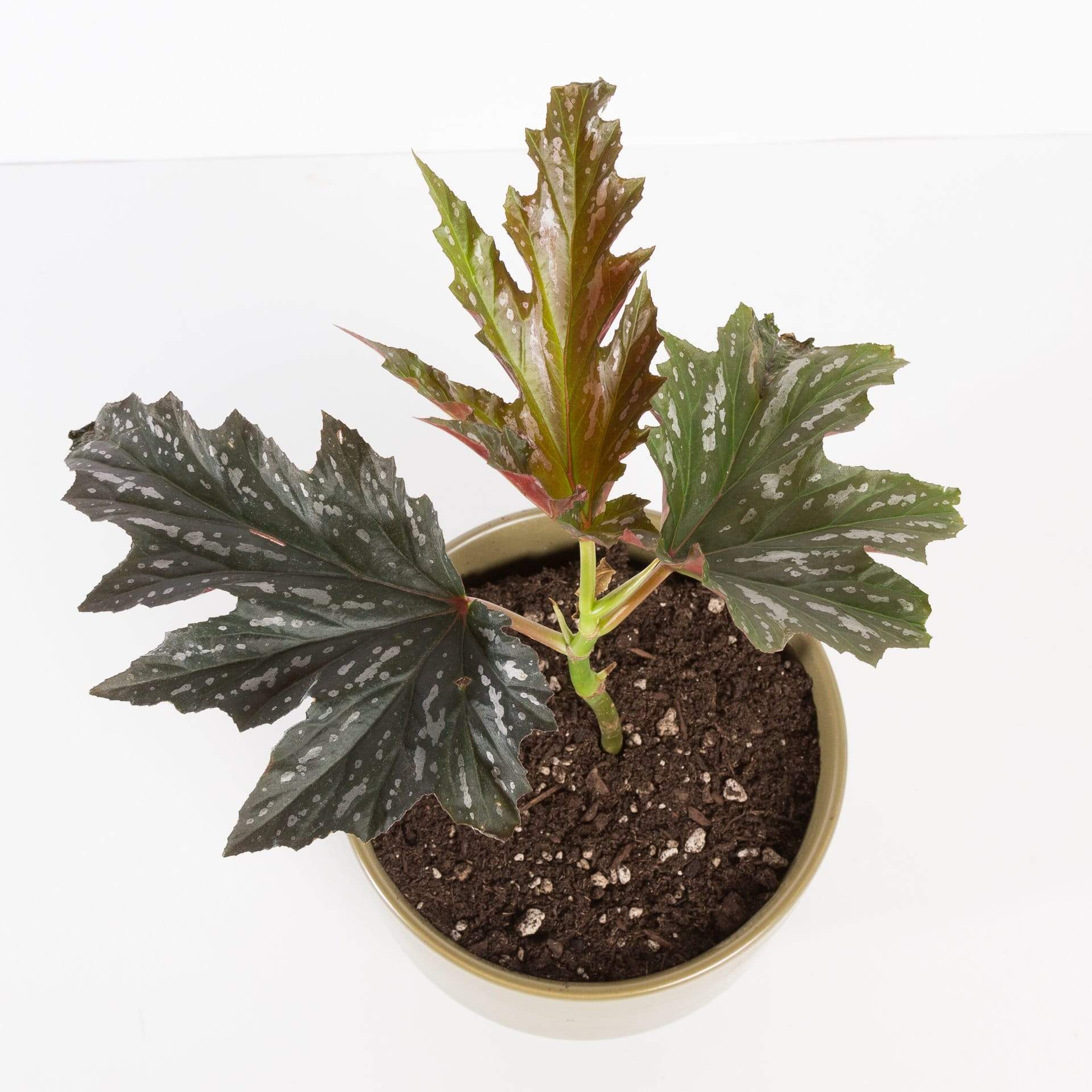 Begonia 'Sophie - Cecil' 4" – Urban Sprouts
