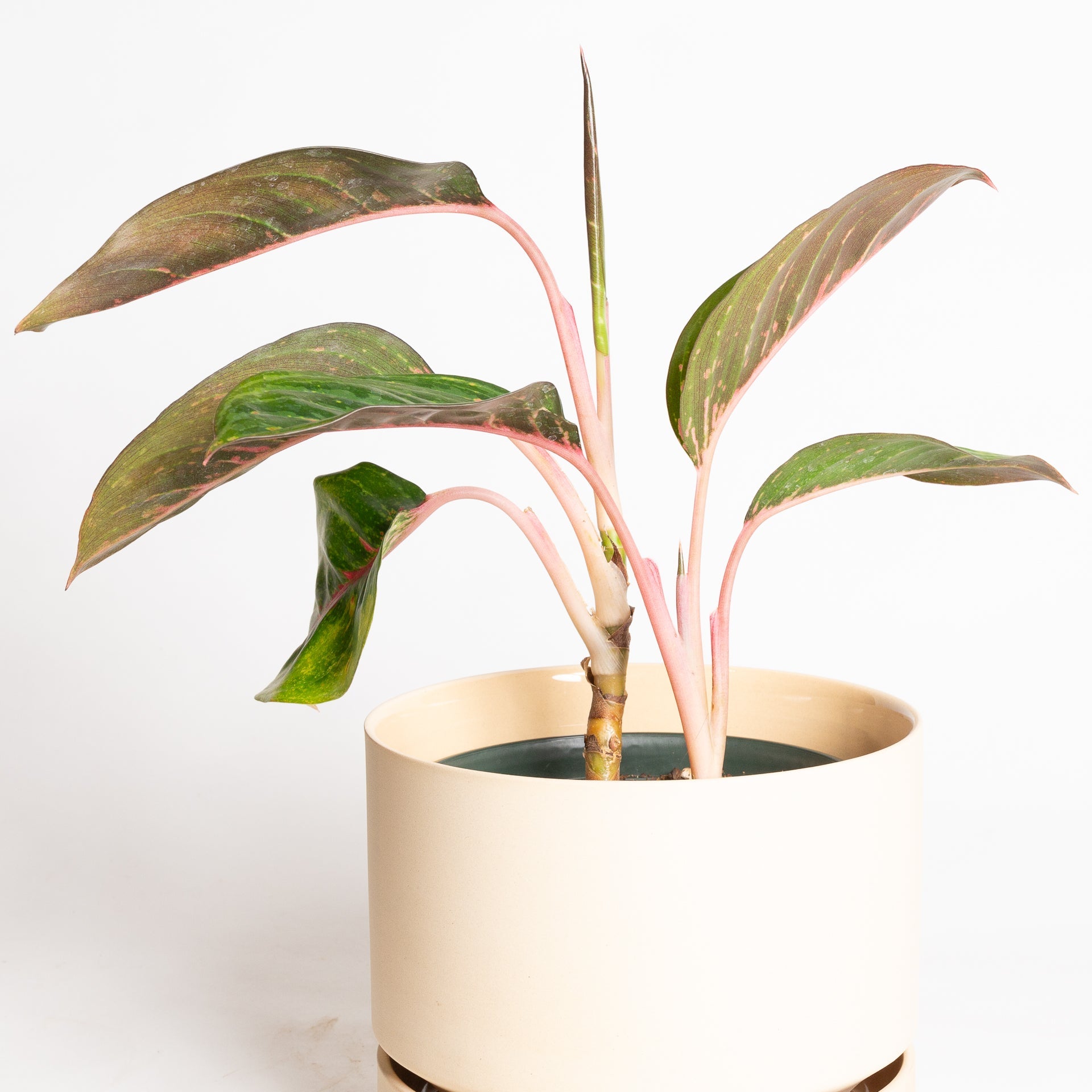 Shop All Plants – Urban Sprouts