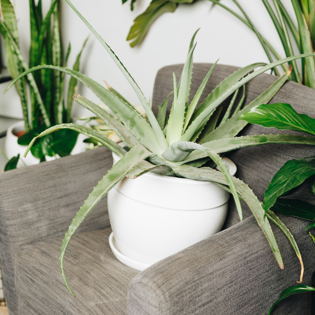Plant – Urban Sprouts