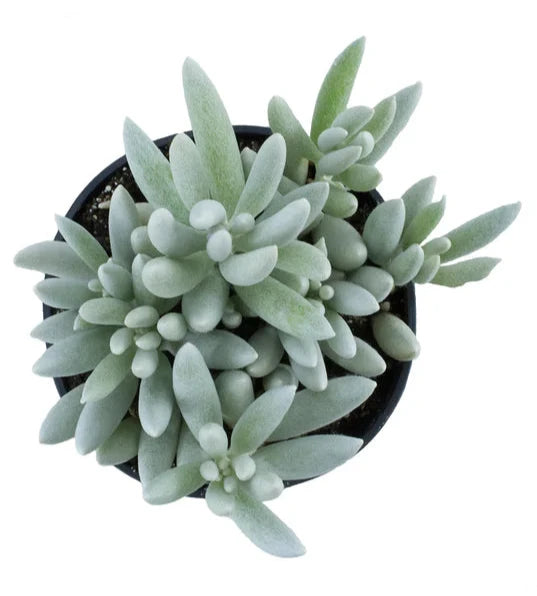 Succulent 'Cocoon' 2.5" – Urban Sprouts