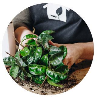 So much more than a plant store – Urban Sprouts