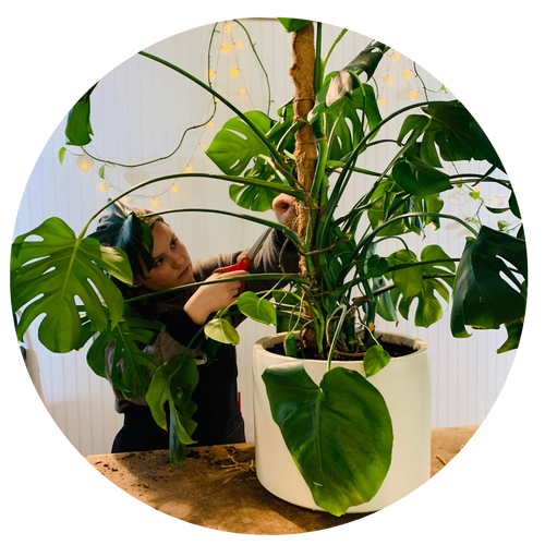 So much more than a plant store – Urban Sprouts