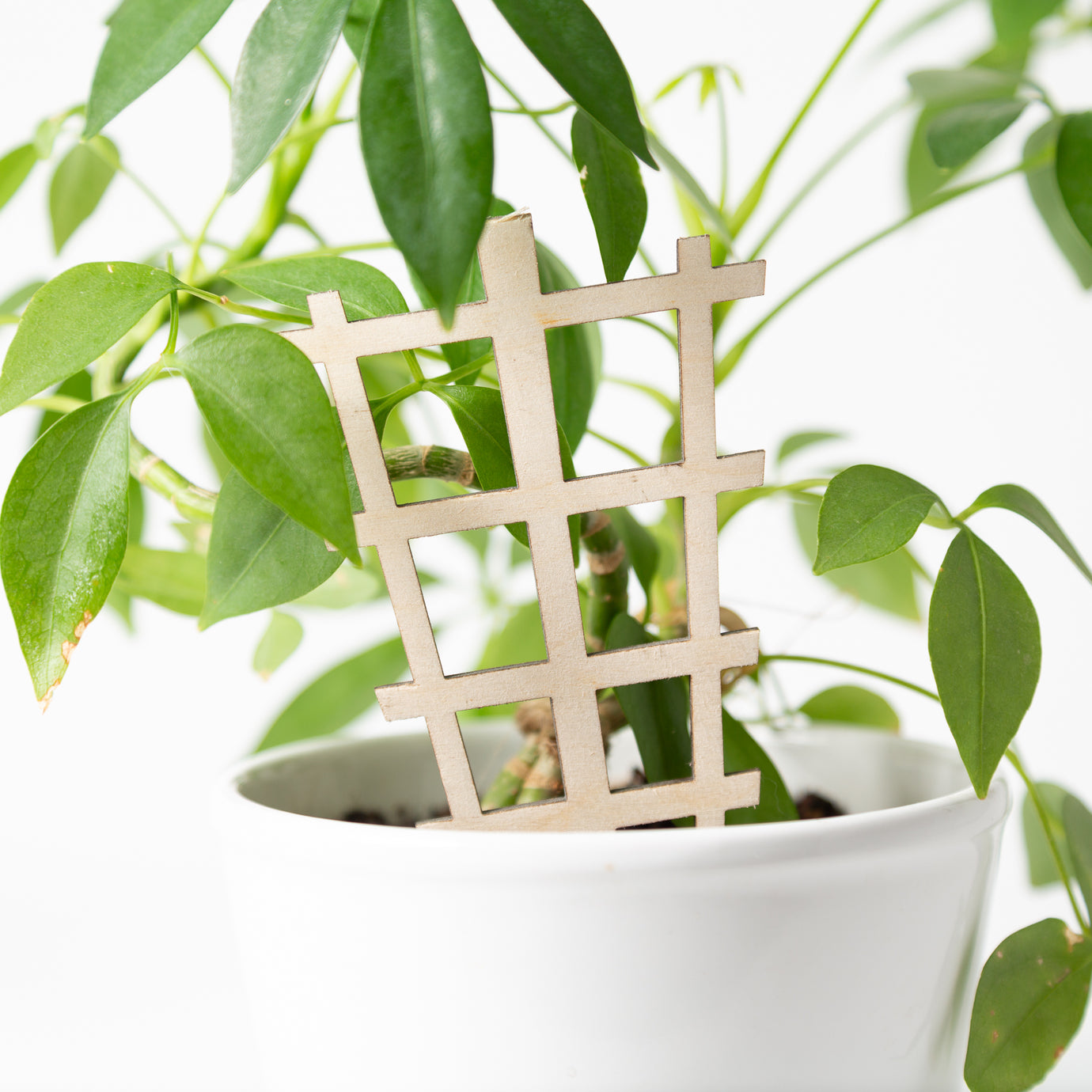 6" Pine Mini Trellis Classic – Urban Sprouts