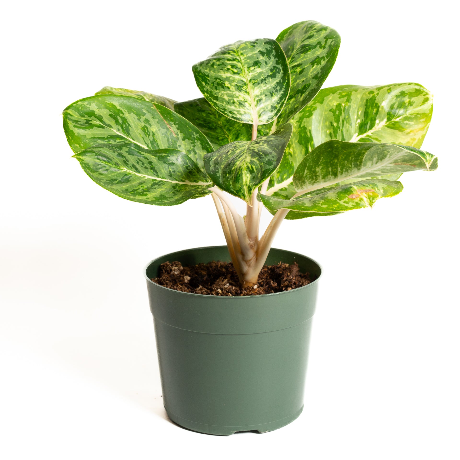 Chinese Evergreen 'Green Papuma' 6" – Urban Sprouts