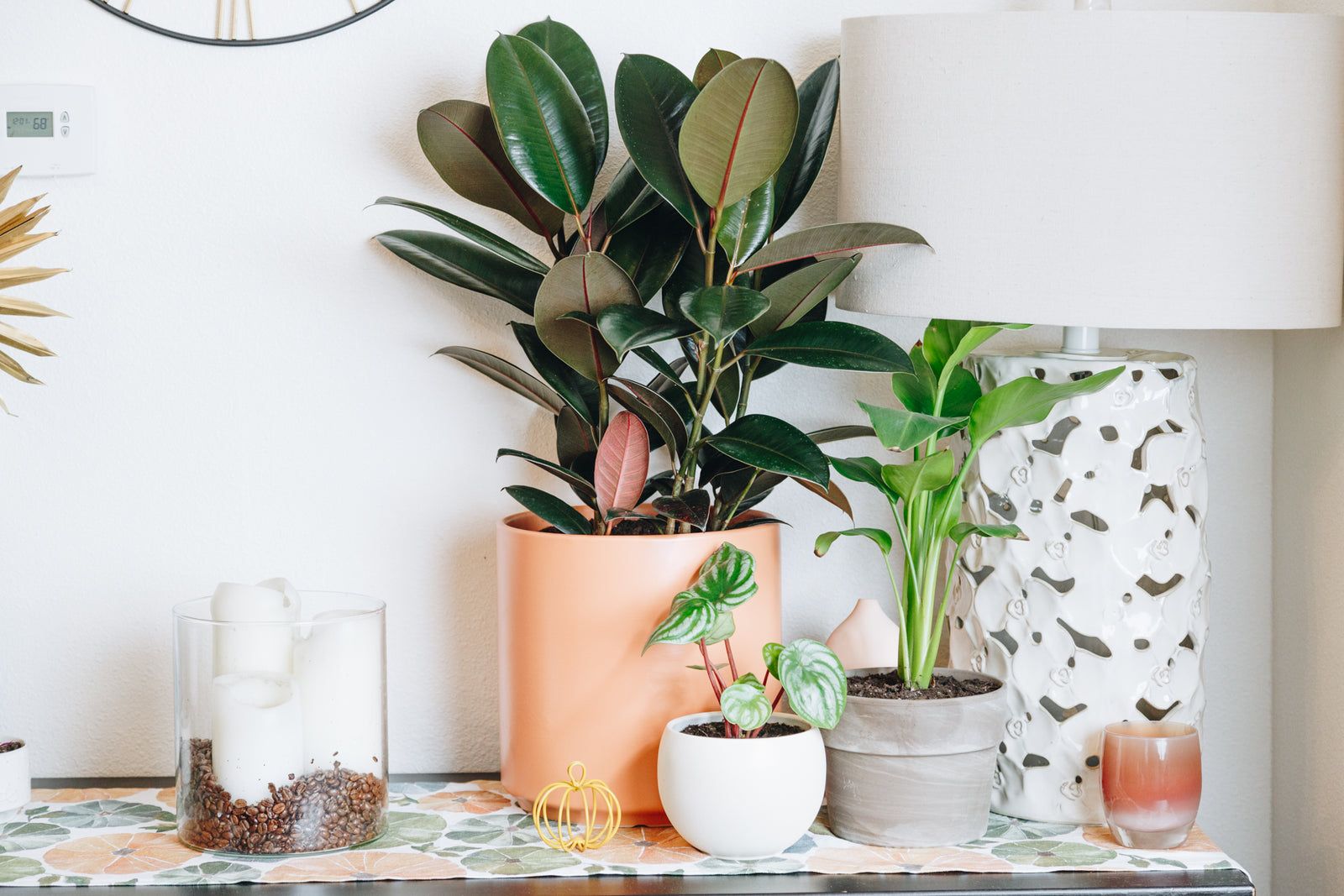 Finding the right size pot for your plant