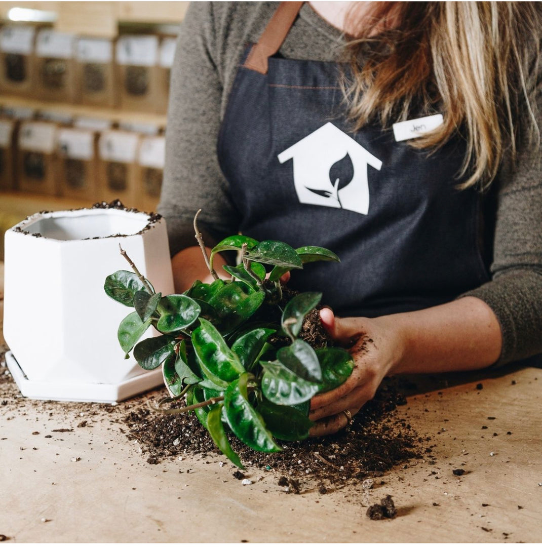 So much more than a plant store – Urban Sprouts