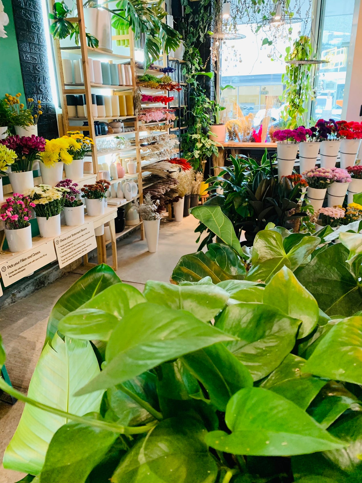 So much more than a plant store – Urban Sprouts