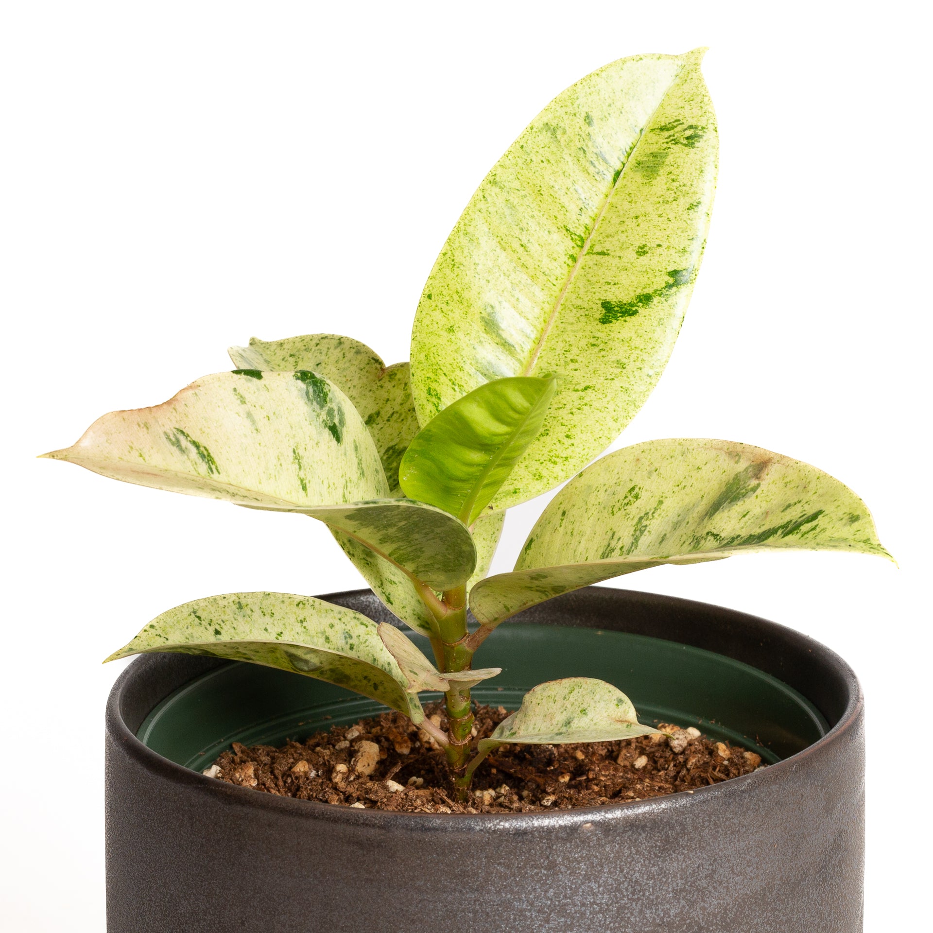 Rubber Tree 'Moonshine' 6" – Urban Sprouts
