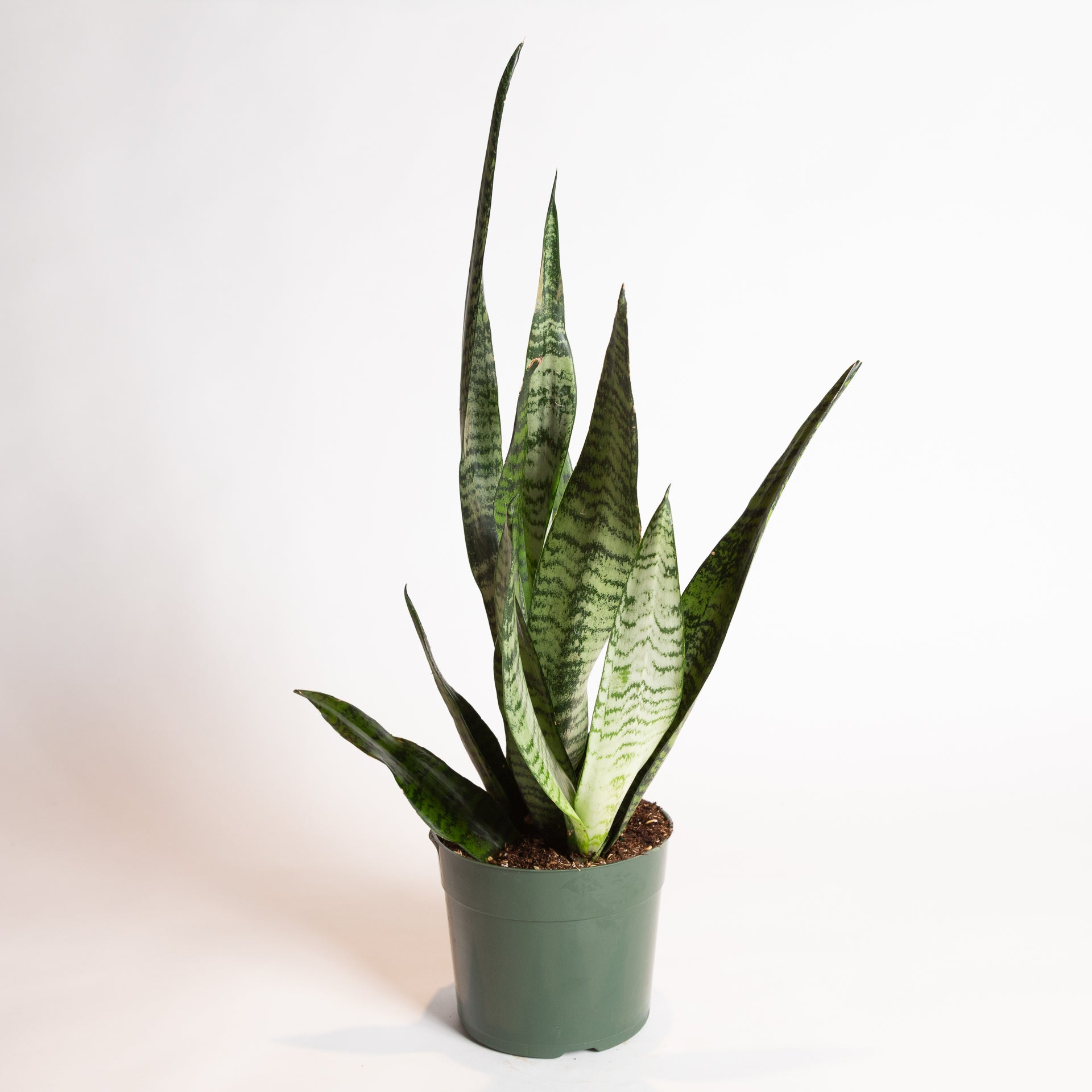 Snake Plant 'Zeylanica' 6" – Urban Sprouts