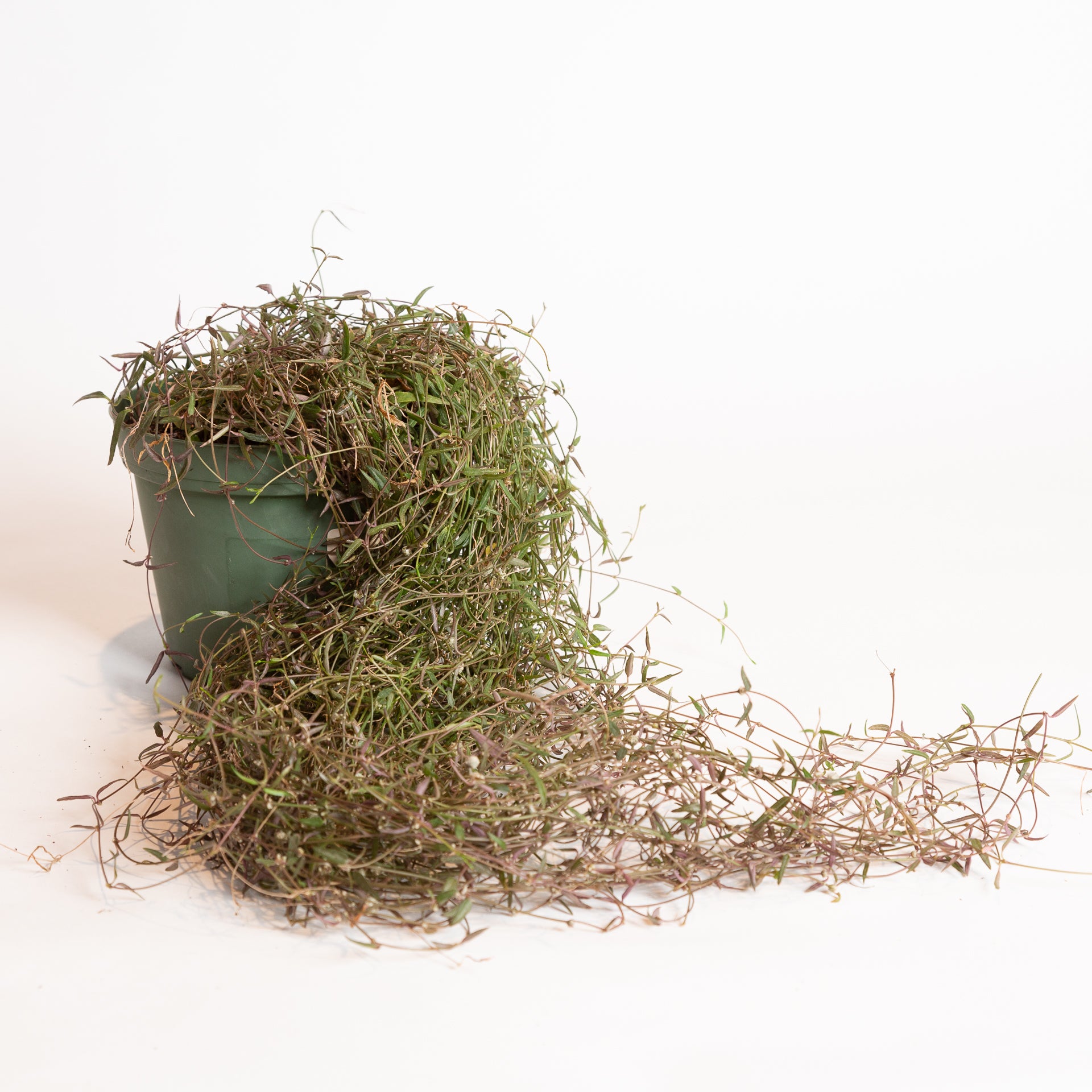 String of Needles 6" – Urban Sprouts