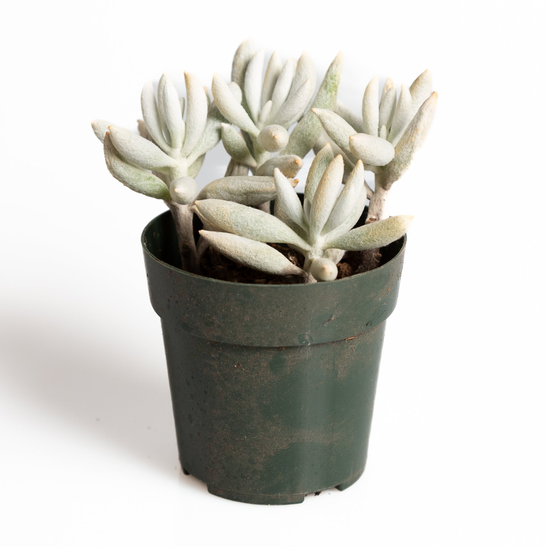 Succulent 'Cocoon' 2.5" – Urban Sprouts