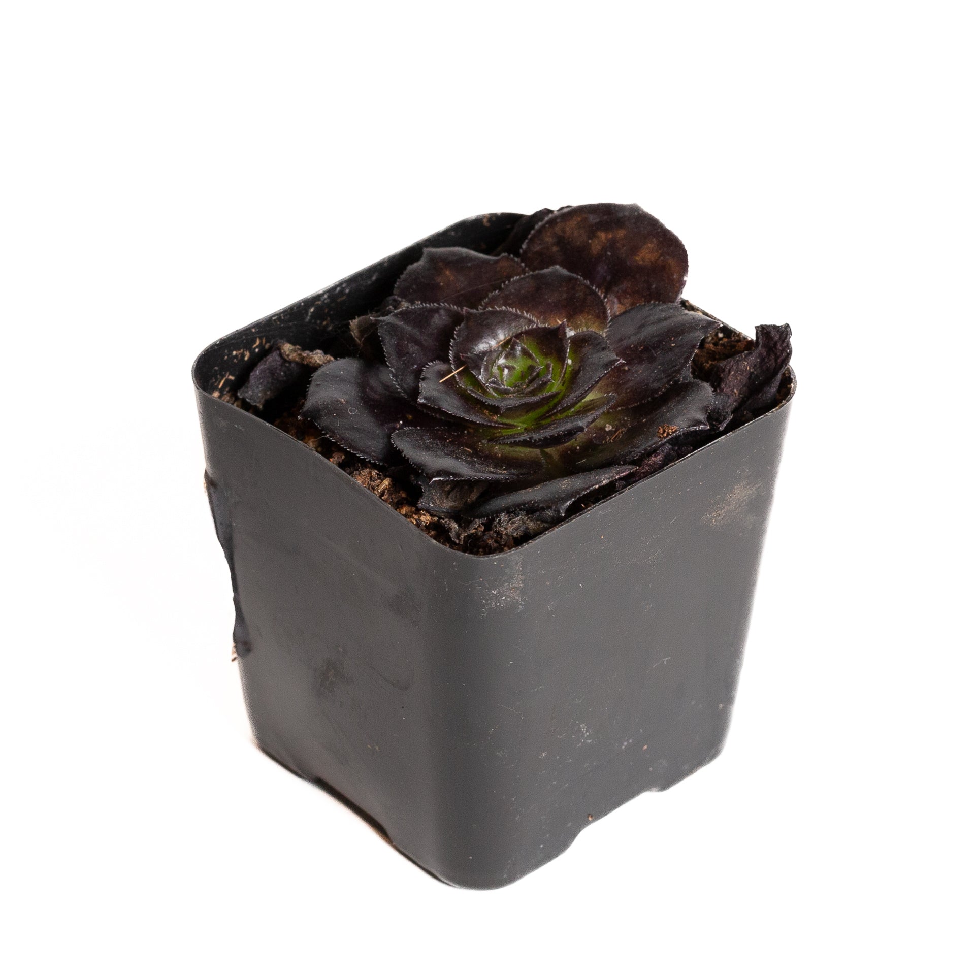 Succulent 'Haworthia' 4" Assorted – Urban Sprouts