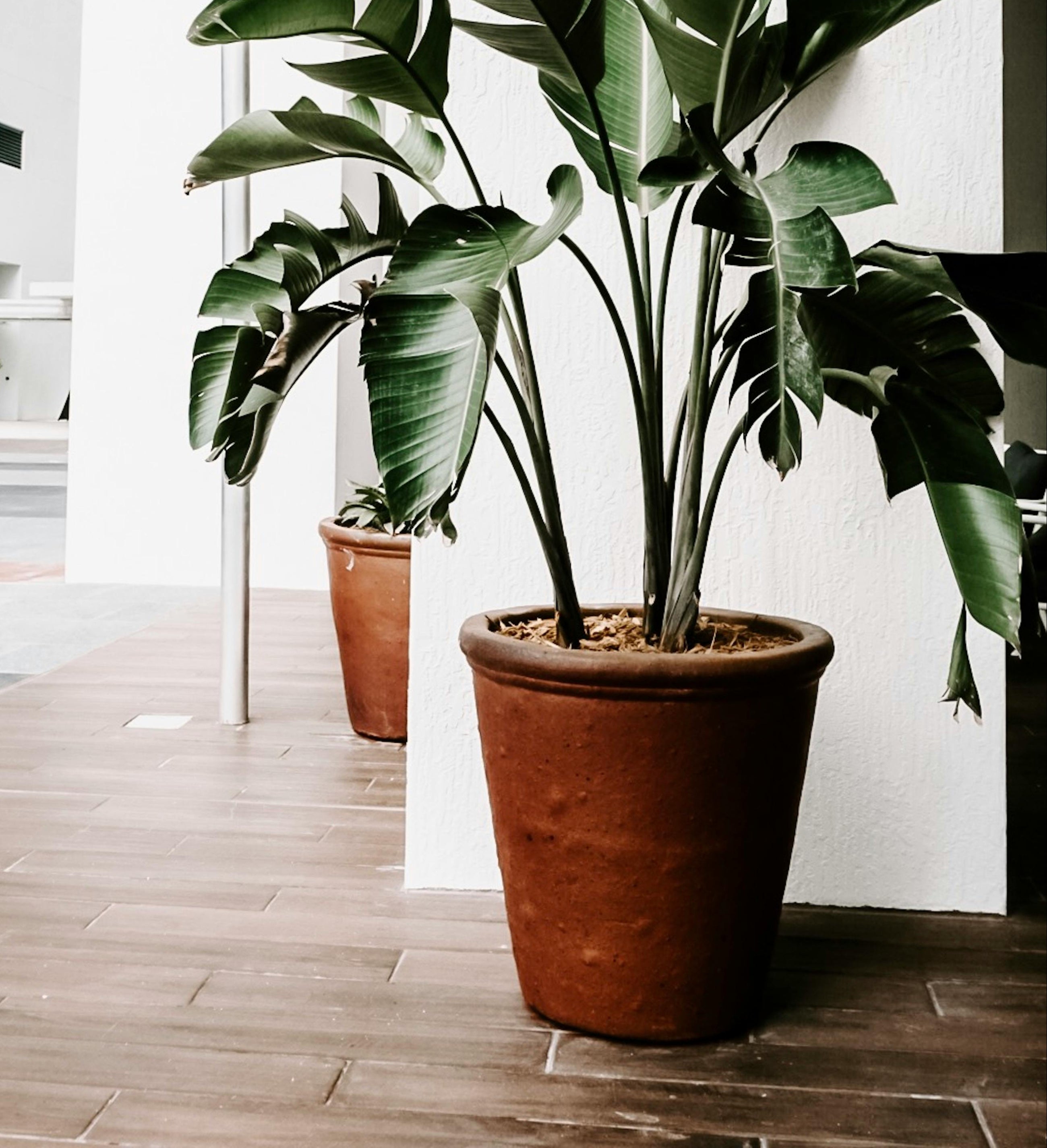 Terracotta & Cement Planters