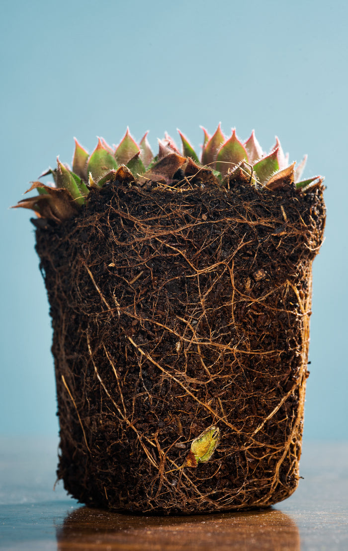 It's Just a Pot, Right? Why your pot selection really matters – Urban ...